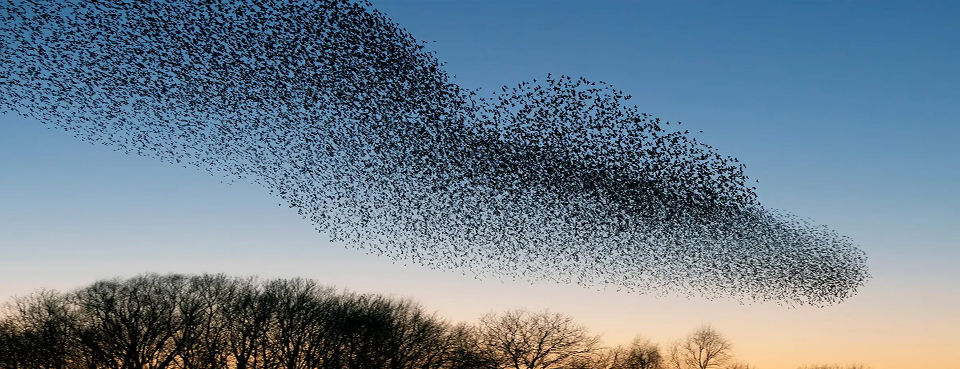 Permaculture Principle #8: Integrate, rather than segregate - Nexus